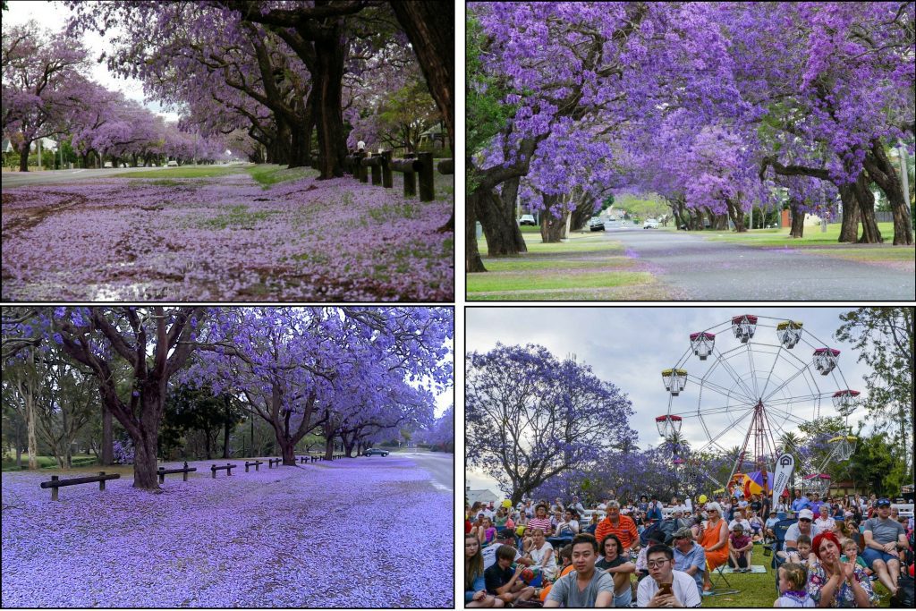 Grafton Jacaranda Festivals - OzRoamer